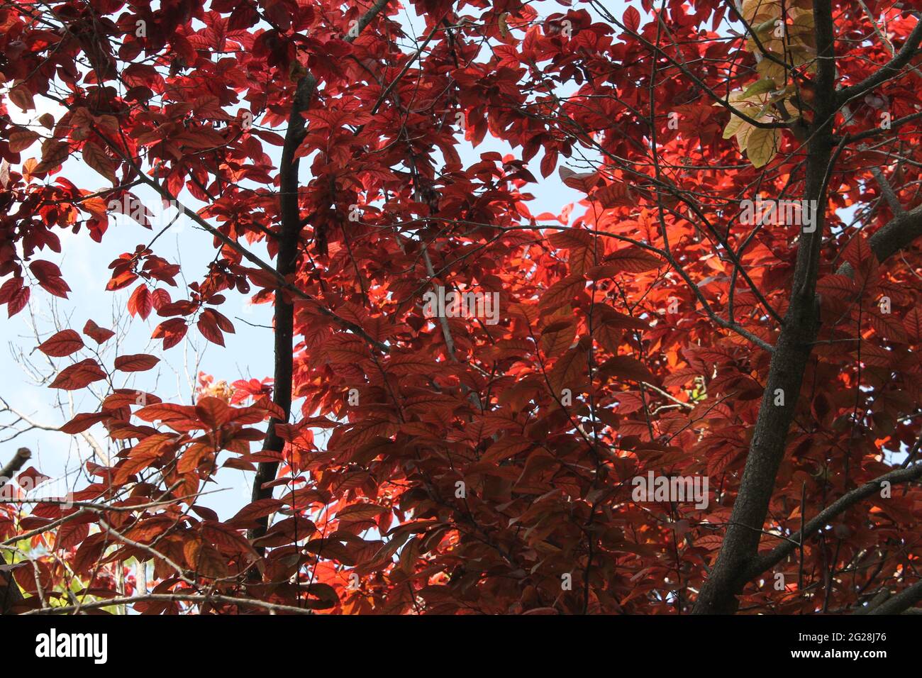 red leaf tree Stock Photo - Alamy