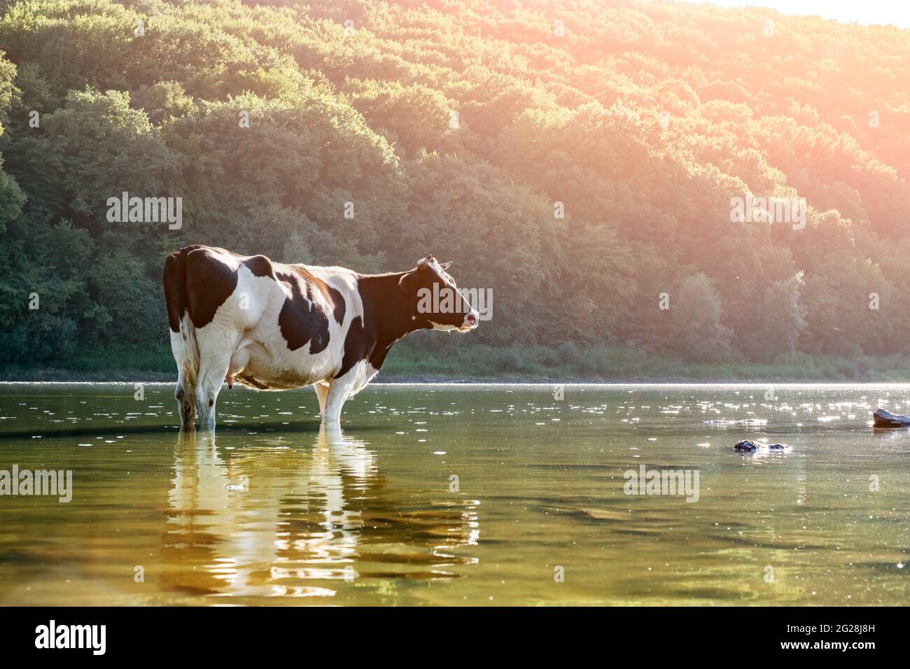 Cow watering in the river. Animal photography Stock Photo - Alamy