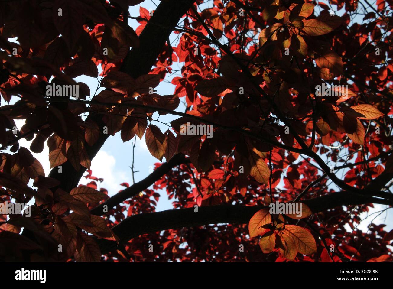 red leaf tree Stock Photo - Alamy