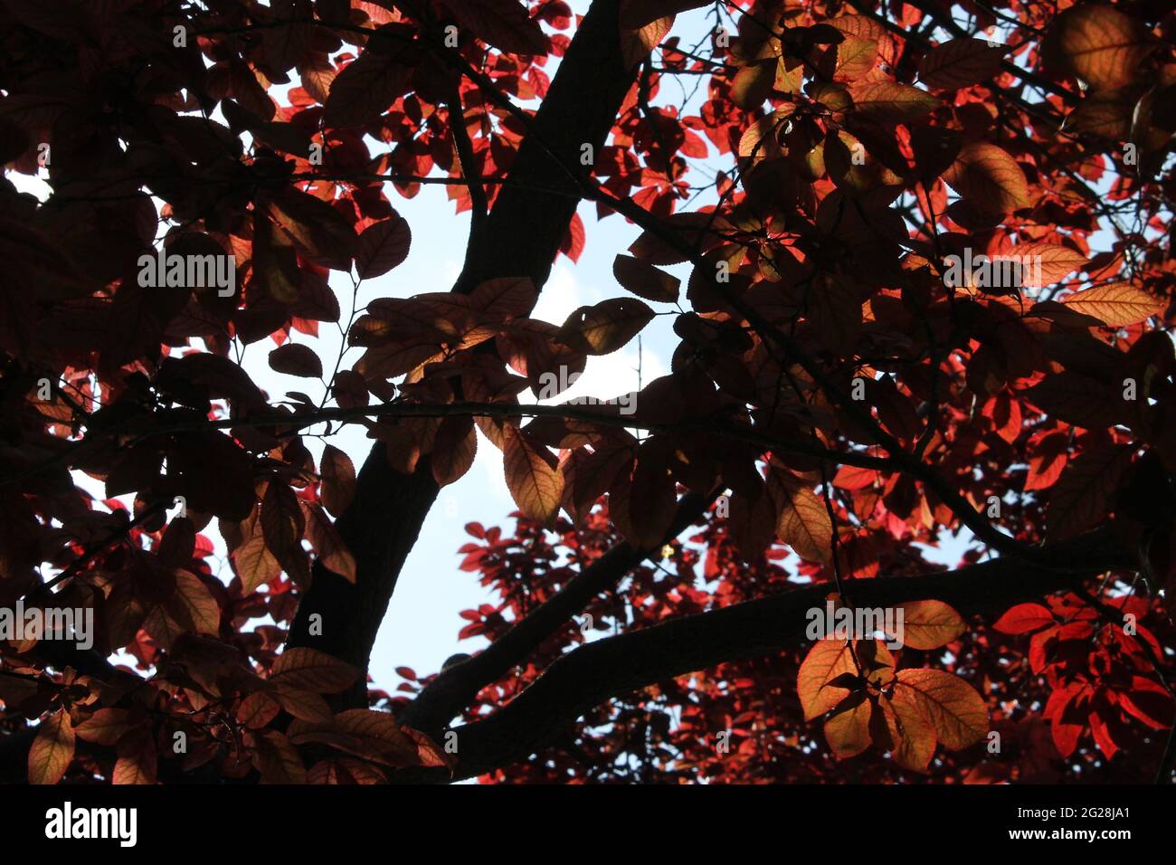 red leaf tree Stock Photo - Alamy
