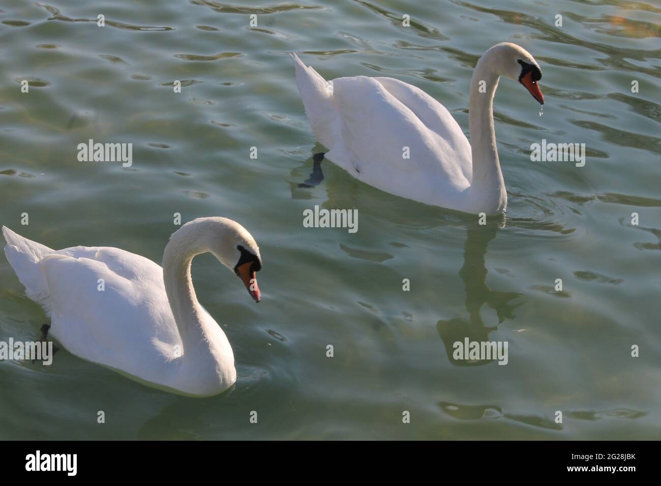 Elegant white and black swans swimming in the culture park pond Stock ...
