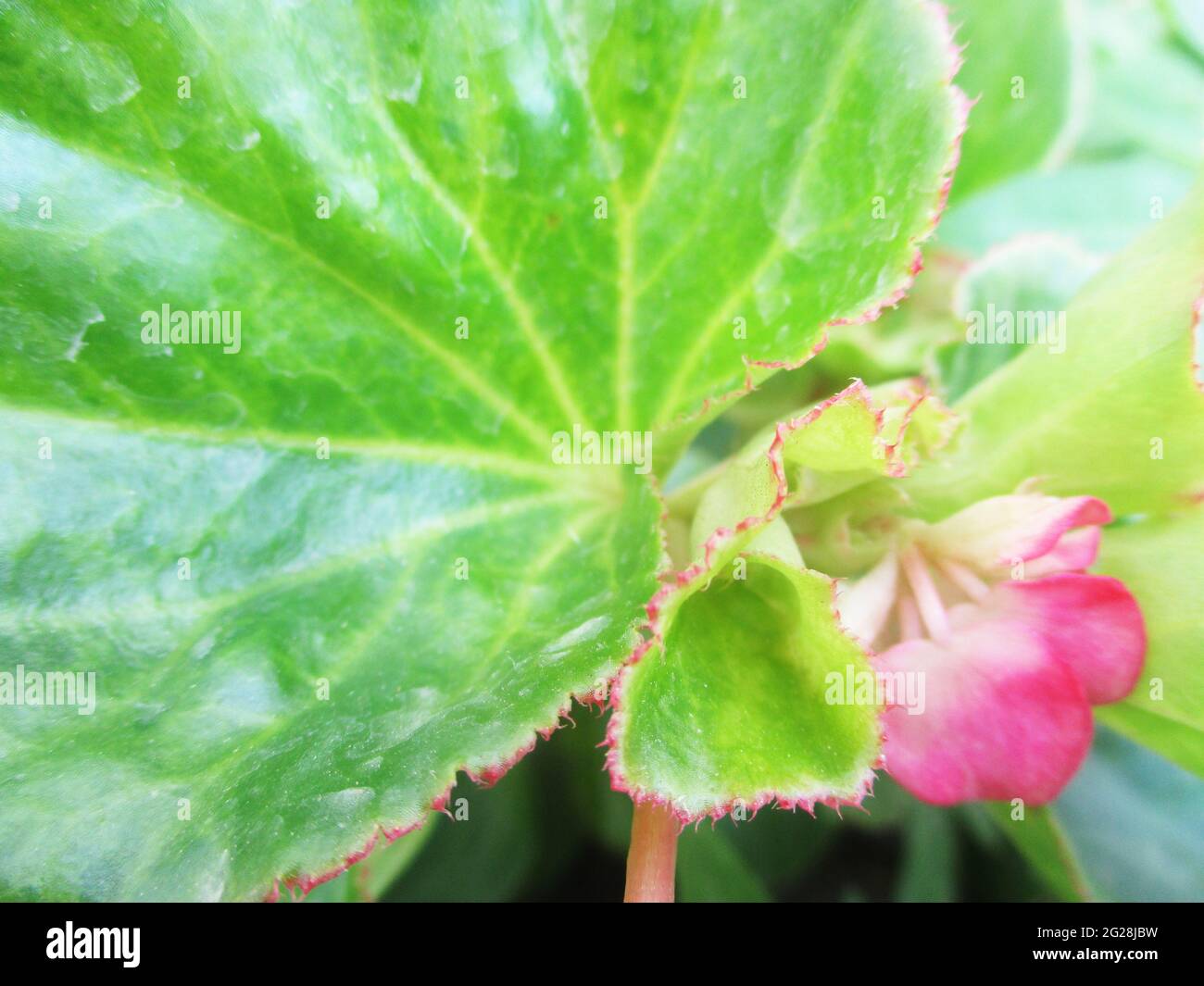 Green Leaves, Beautiful Flowers, Foliage and green Nature Stock Photo ...