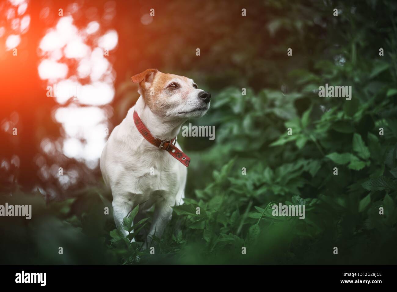 Jack russel terrier dog in green spring forest with lush foliage during ...