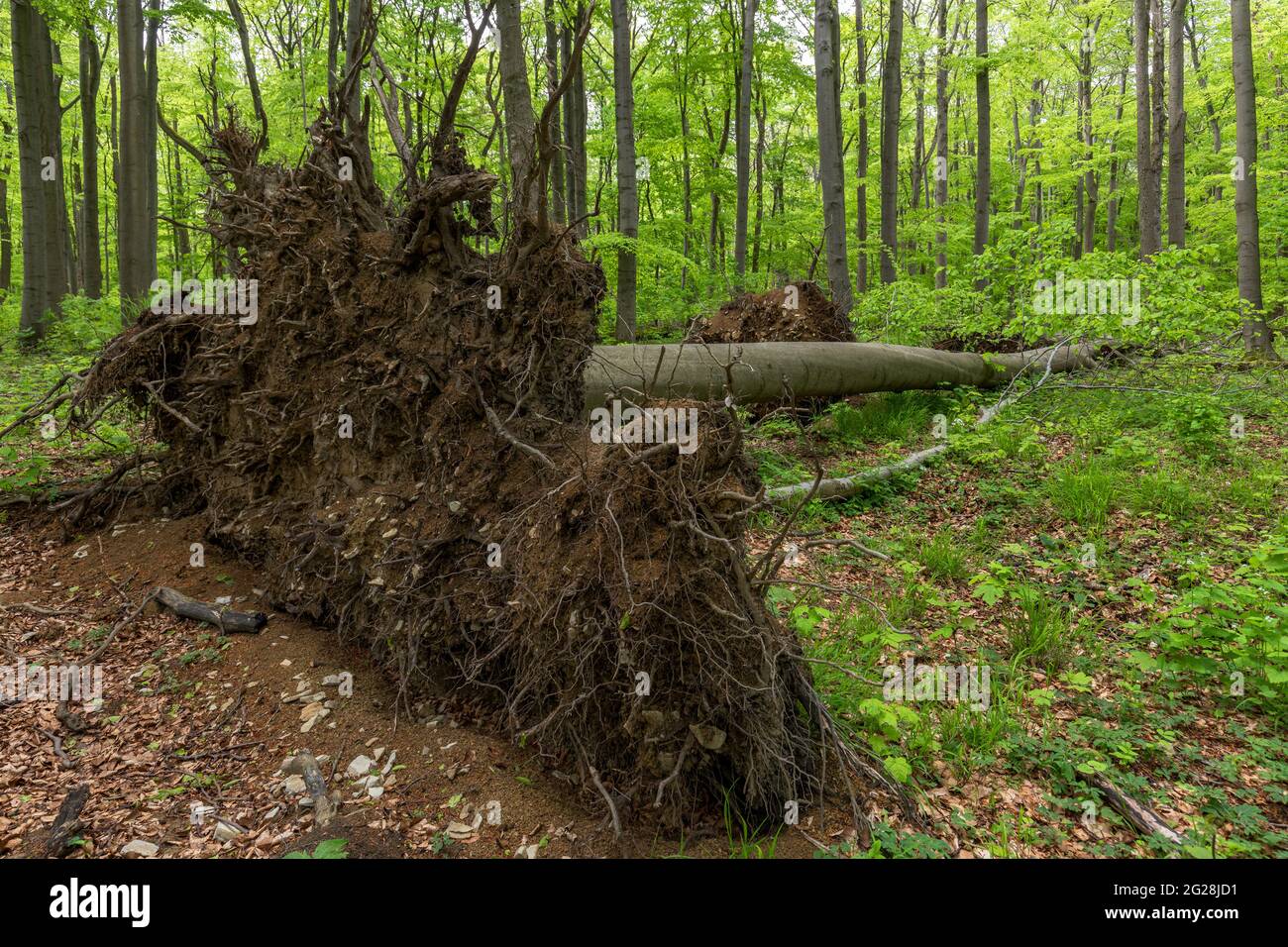 Woodland in Hainich National Park, Thuringia, Germany Stock Photo - Alamy