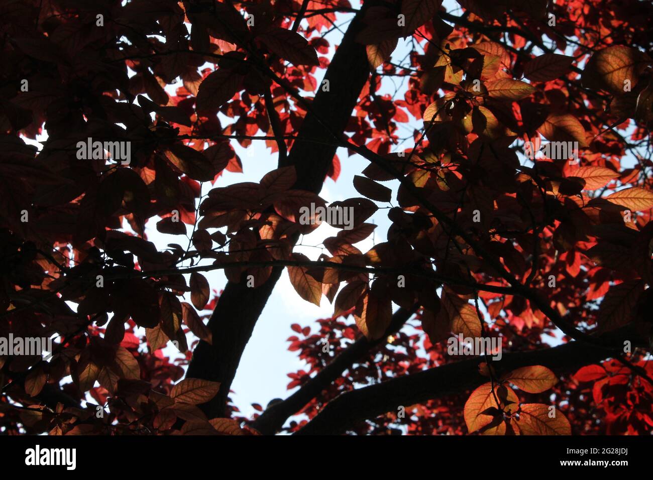 red leaf tree Stock Photo - Alamy