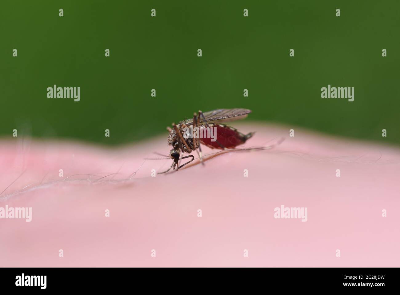 Blood sucking insects hi-res stock photography and images - Alamy