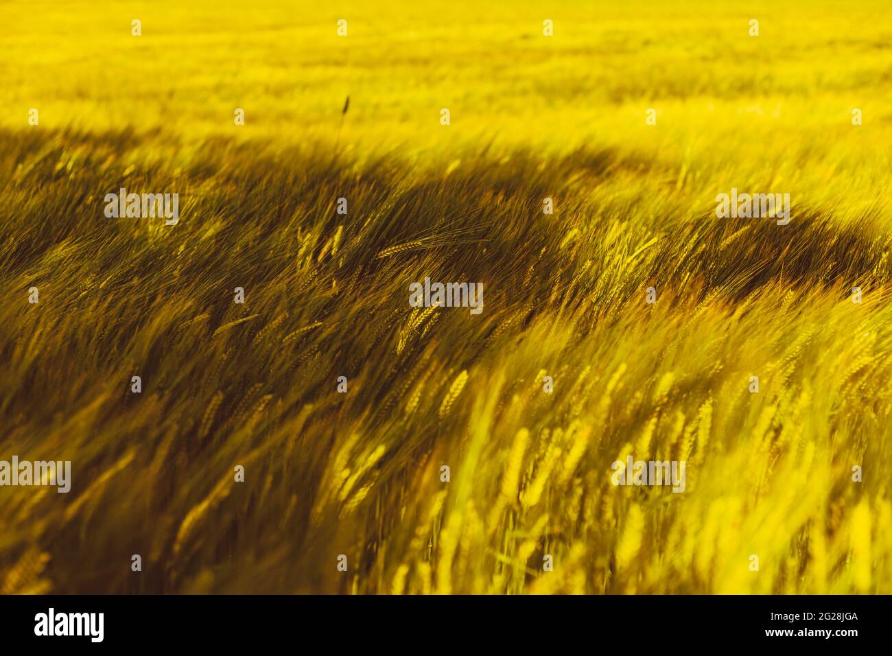 wheat billowing in the wind Stock Photo - Alamy