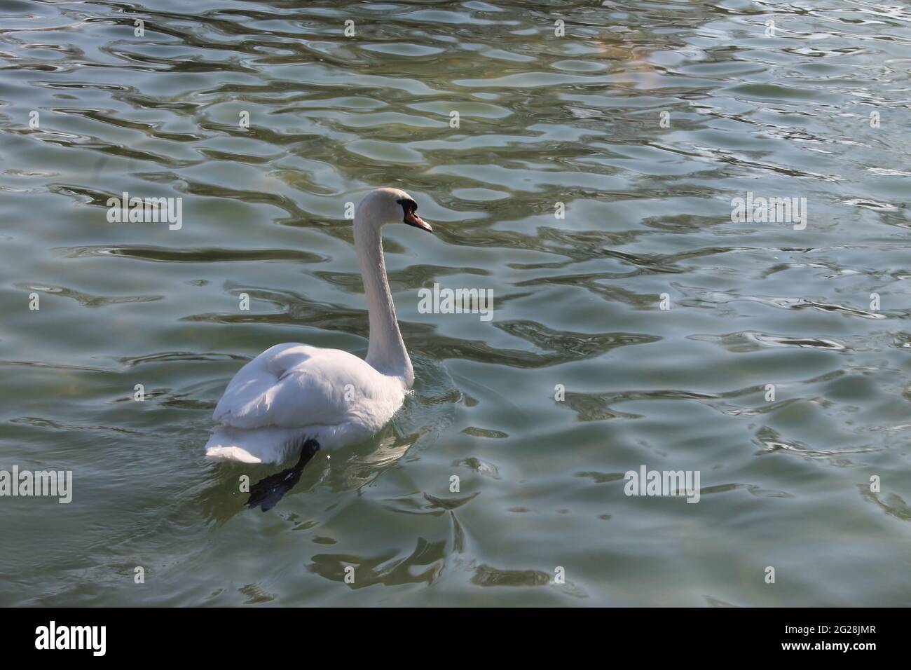 Elegant white and black swans swimming in the culture park pond Stock ...