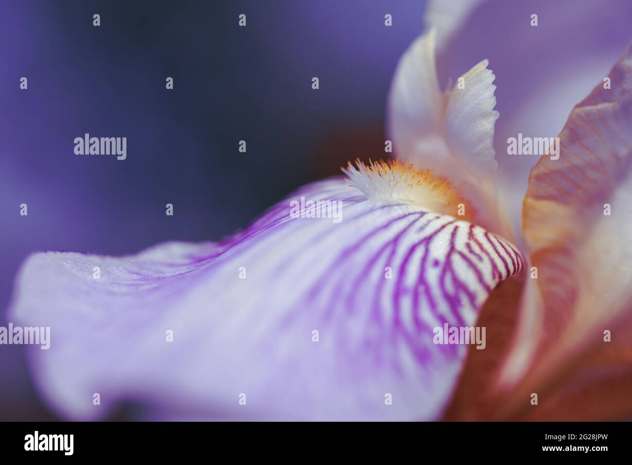 Flower with long petals hi-res stock photography and images - Alamy