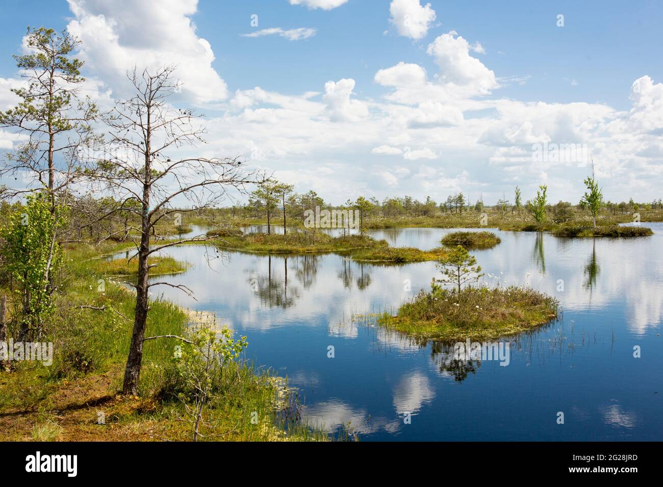 Swamps. Belarusian swamps are the lungs of Europe. Ecological reserve ...