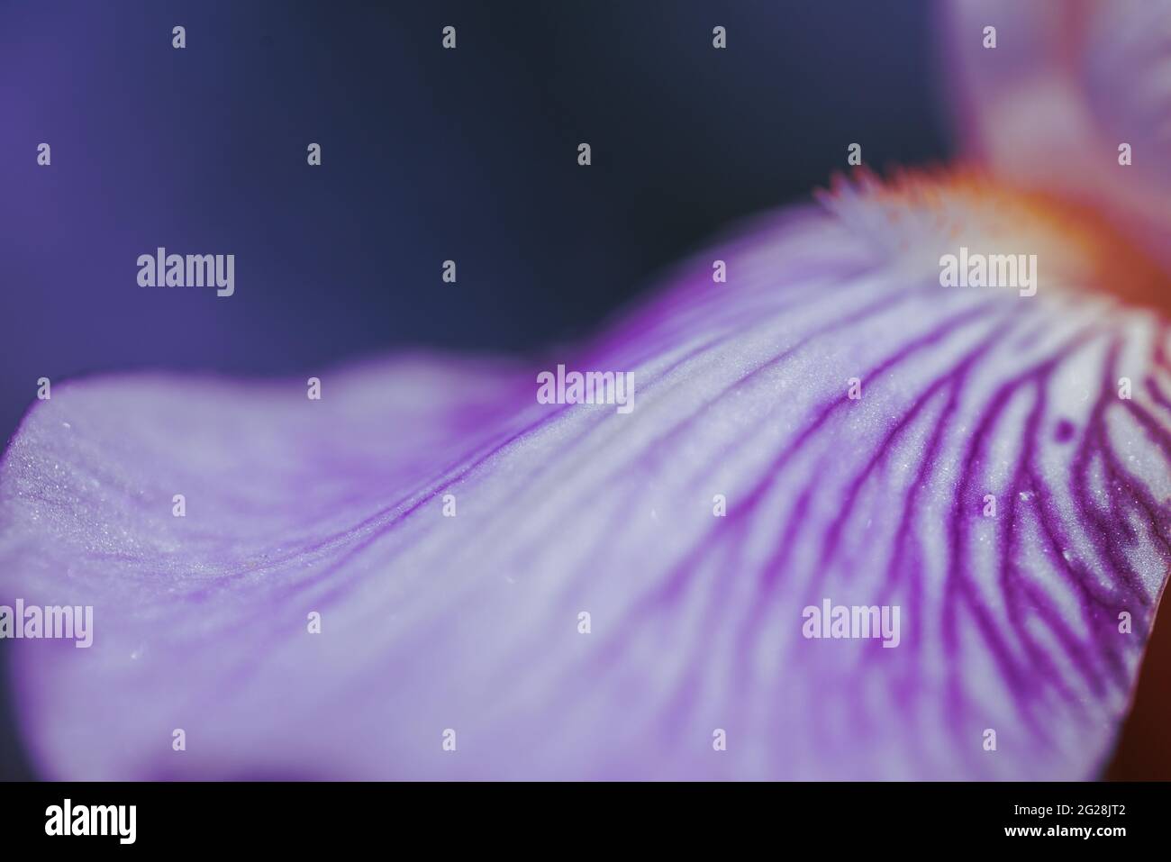 Flower with long petals hi-res stock photography and images - Alamy