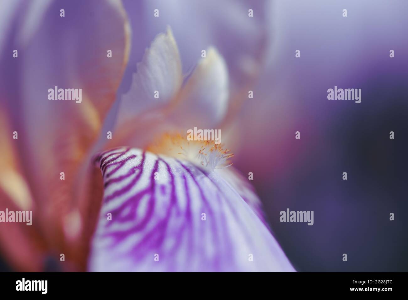 Flower with long petals hi-res stock photography and images - Alamy