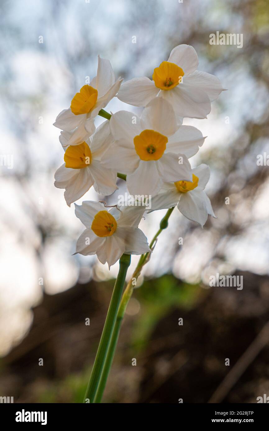 Common Daffodil (Narcissus tazetta) photographed in Israel, in June ...