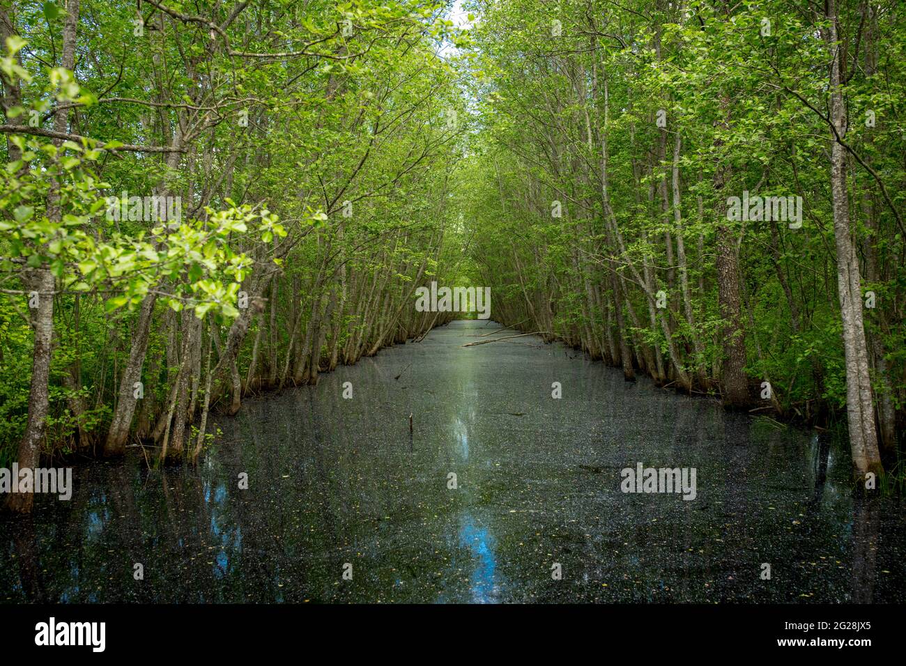 Swamps. Belarusian swamps are the lungs of Europe. Ecological reserve ...