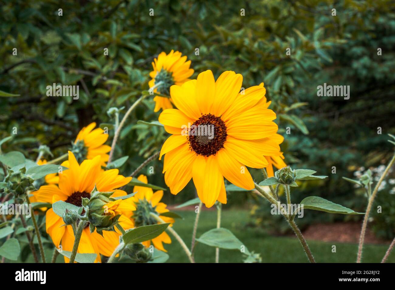 Sunflowers in garden flowers park hi-res stock photography and images ...