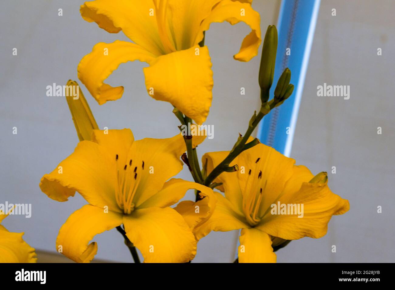 Yellow day lilies on display at a flower show Stock Photo - Alamy
