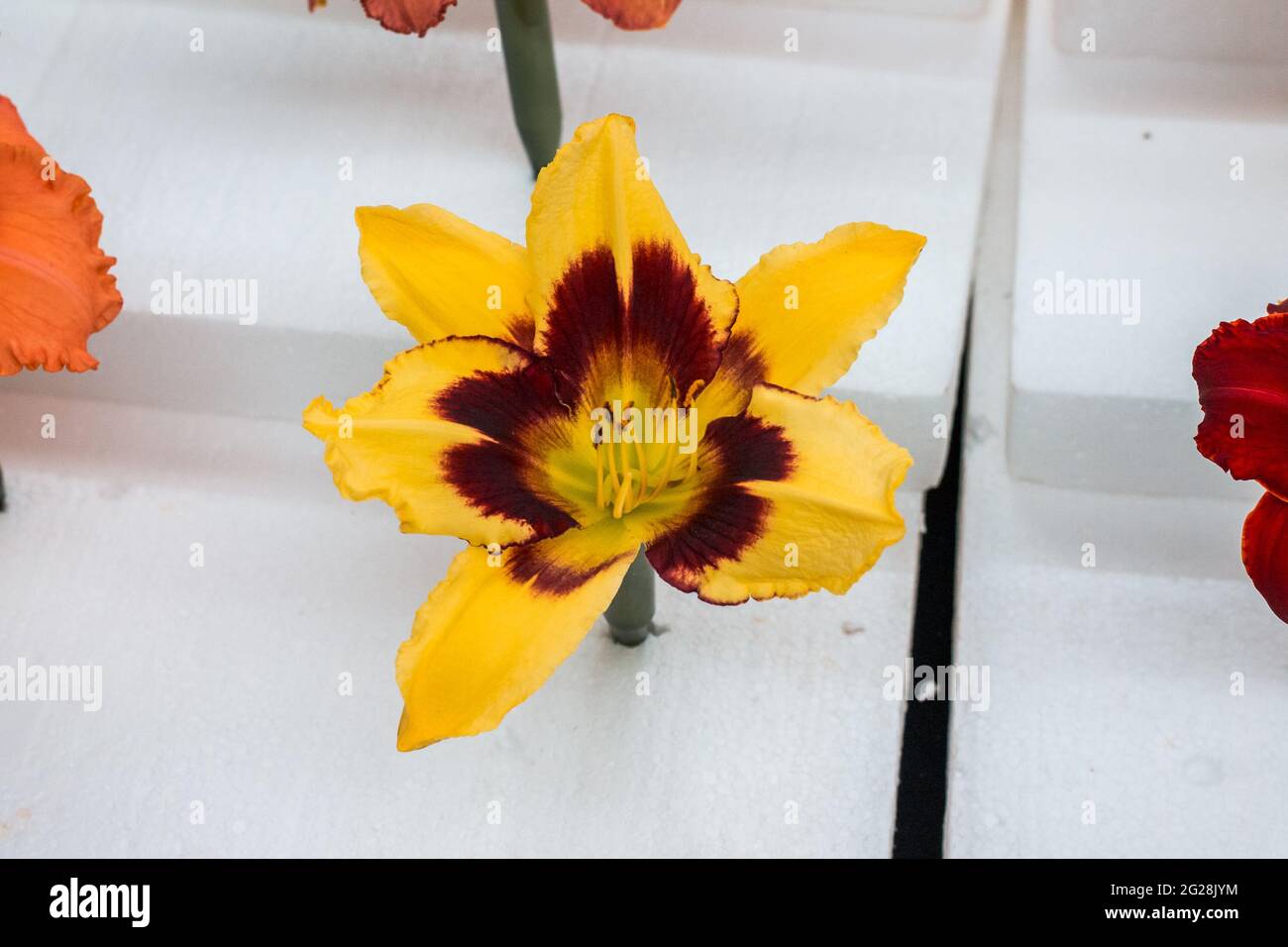 Lily garden display hi-res stock photography and images - Alamy