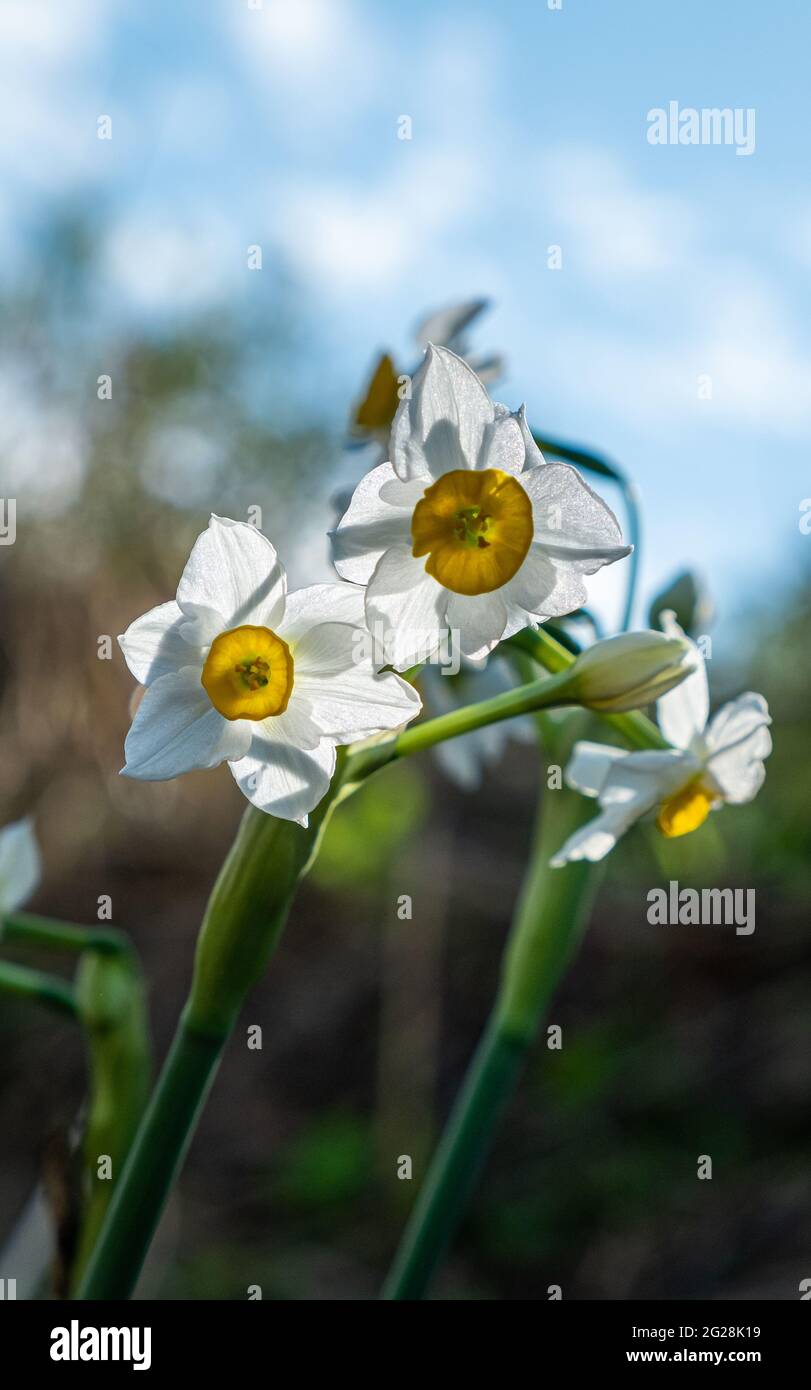 Common Daffodil (Narcissus tazetta) photographed in Israel, in June ...
