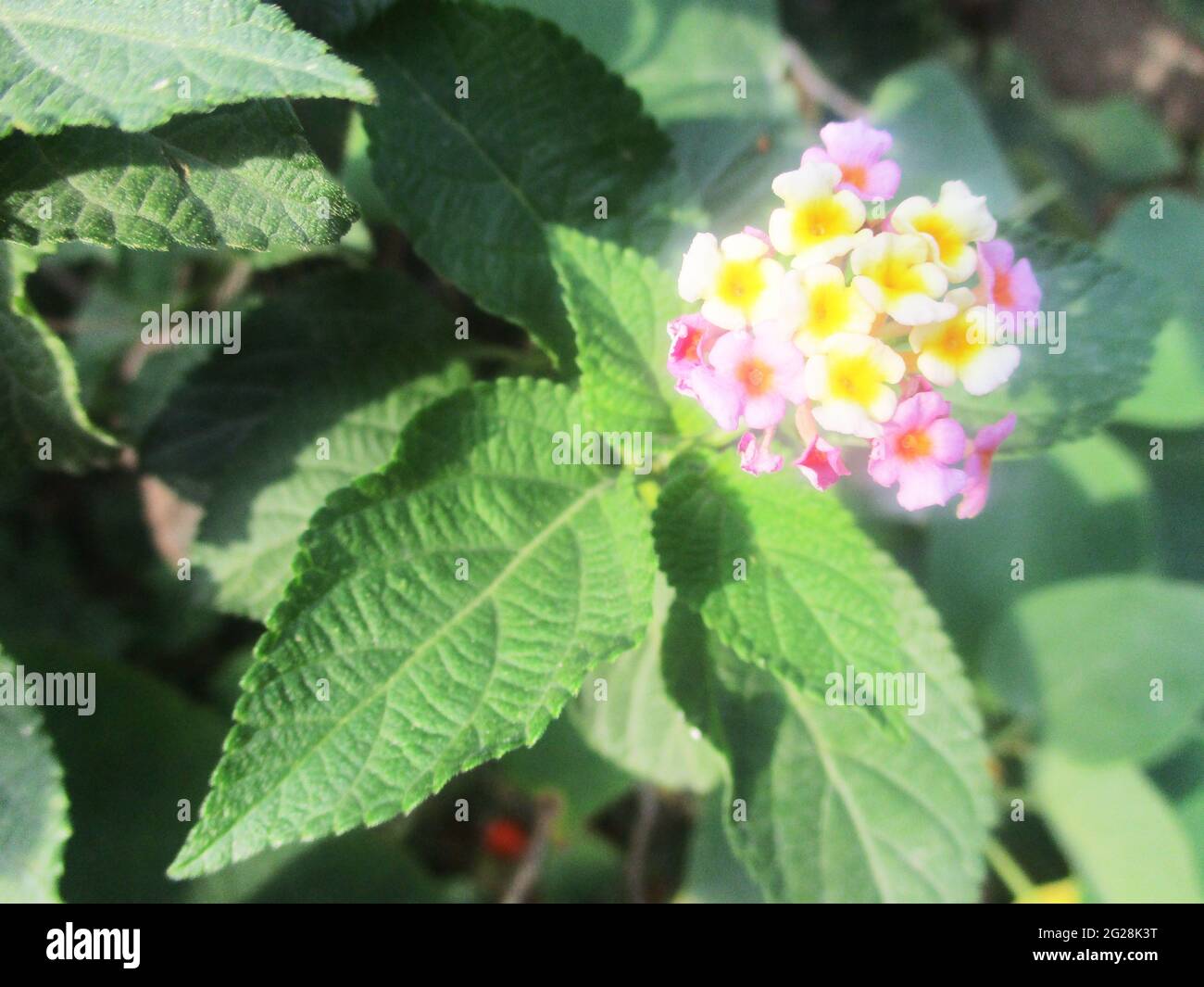 Green Leaves, Beautiful Flowers, Foliage and green Nature Stock Photo ...