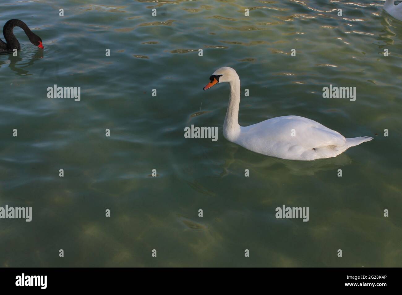 Elegant white and black swans swimming in the culture park pond Stock ...
