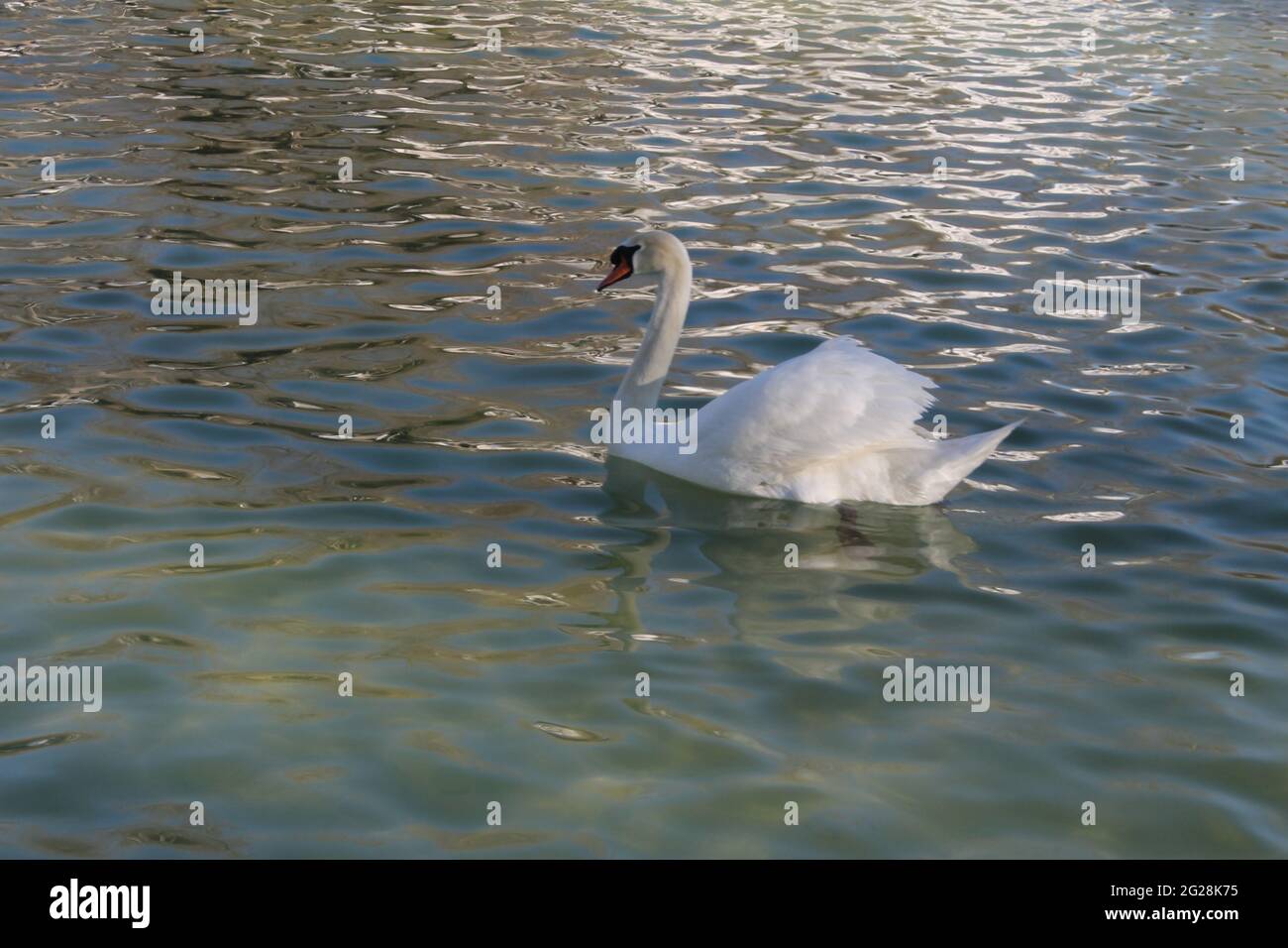 Elegant white and black swans swimming in the culture park pond Stock ...