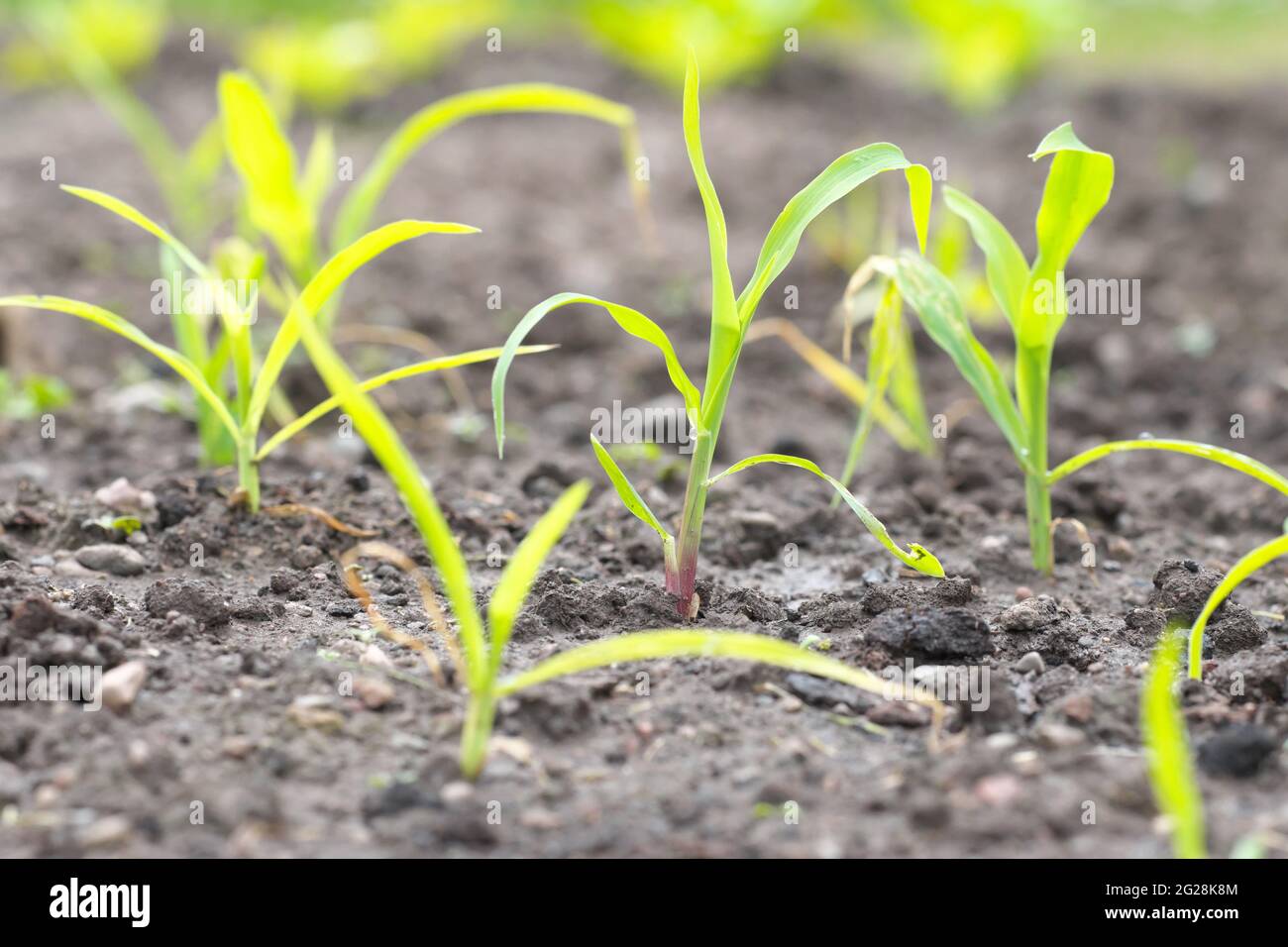 Sweetcorn growing on a UK vegetable allotment garden in June 2021 ...