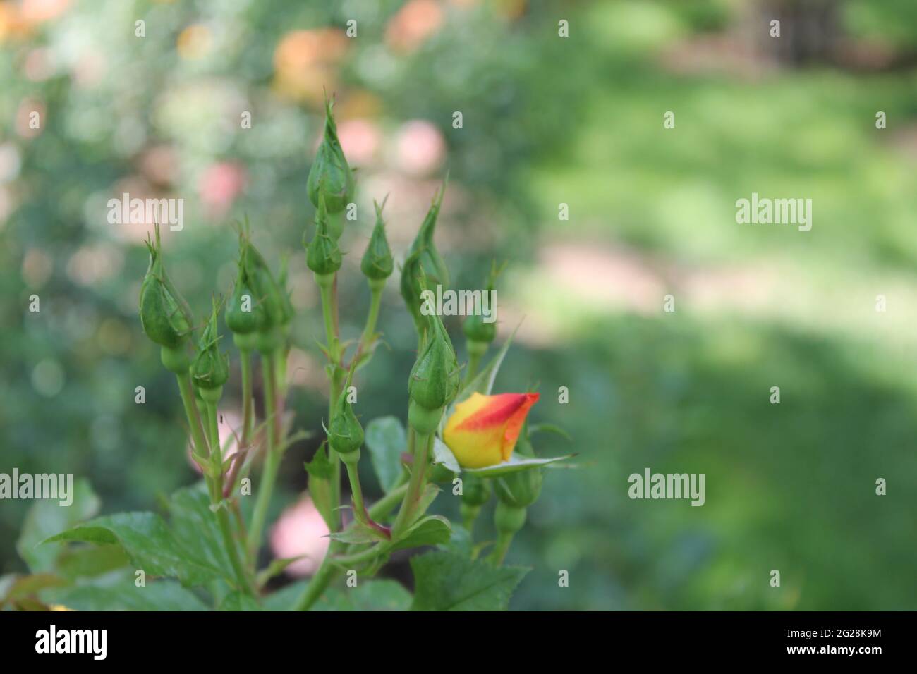 Unopened rose hi-res stock photography and images - Alamy