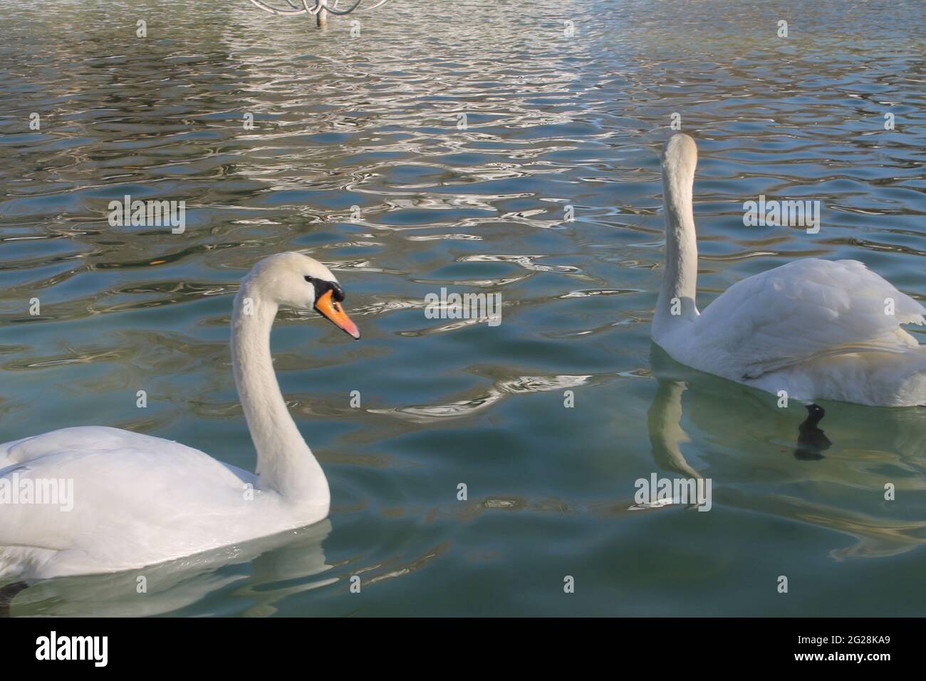 Elegant white and black swans swimming in the culture park pond Stock ...