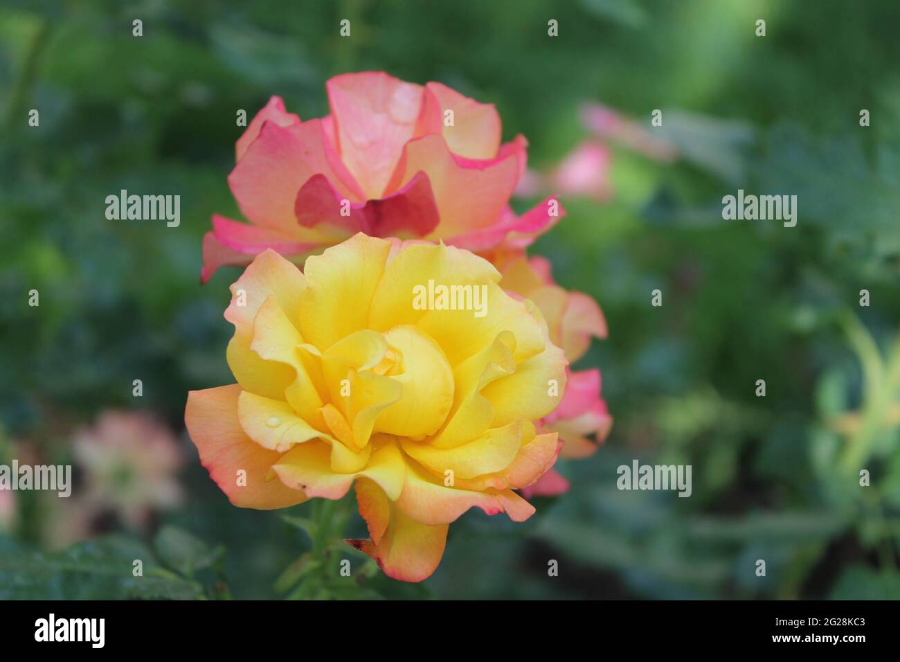 roses and rose buds in the garden Stock Photo - Alamy