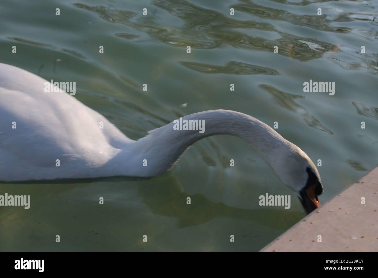 graceful white swan swimming in the pool Stock Photo - Alamy