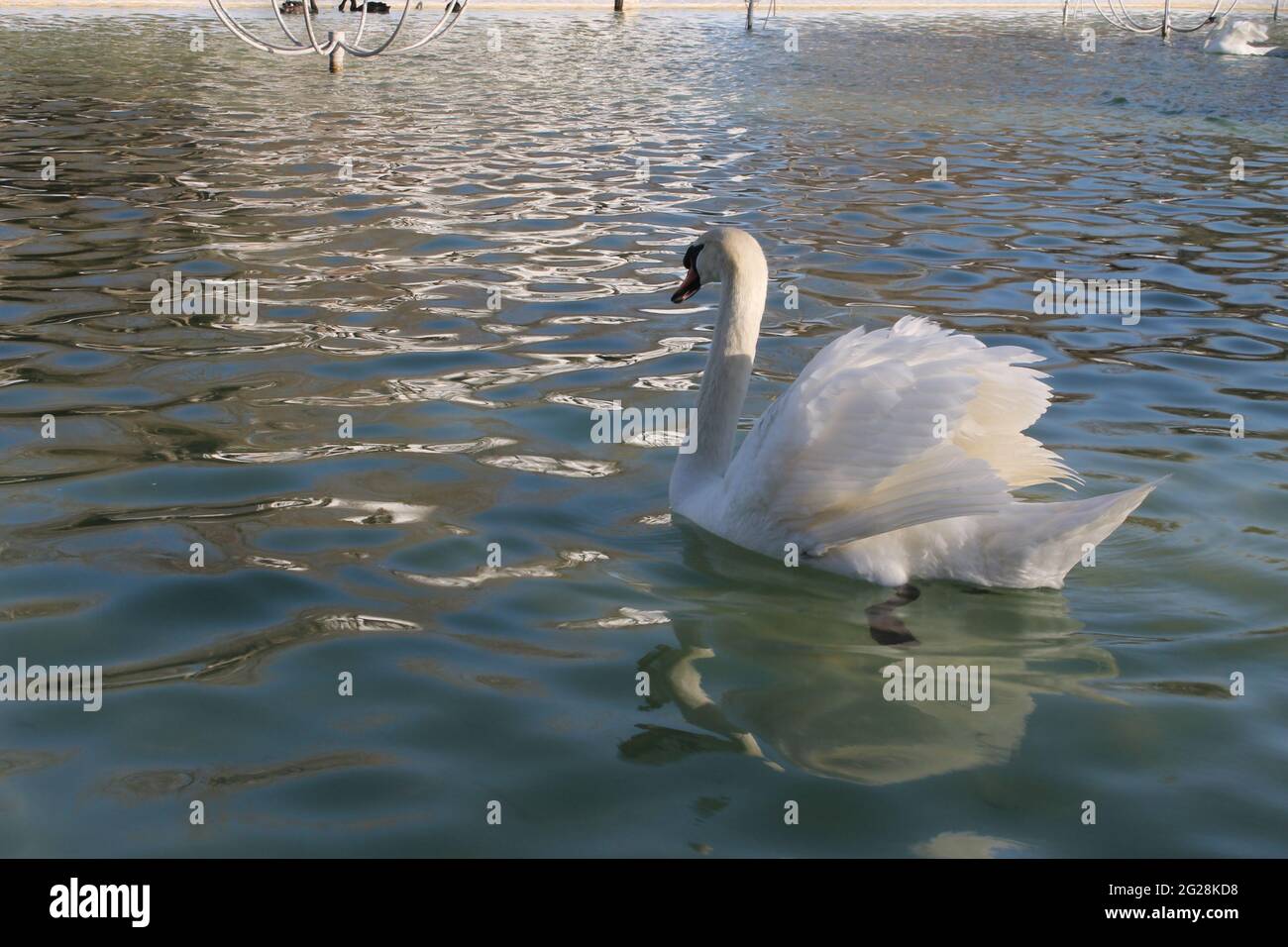 graceful white swan swimming in the pool Stock Photo - Alamy