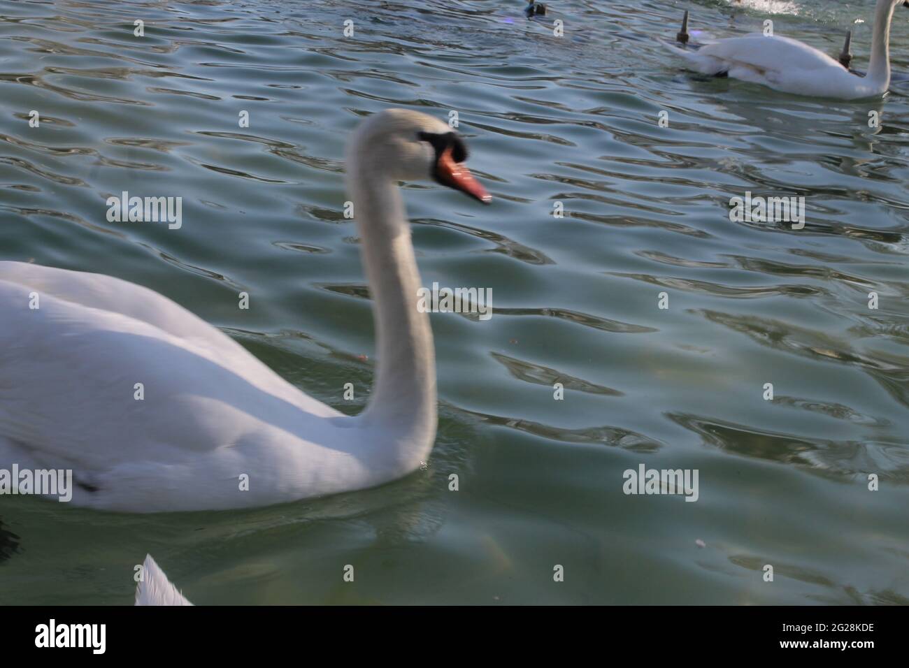 graceful white swan swimming in the pool Stock Photo - Alamy