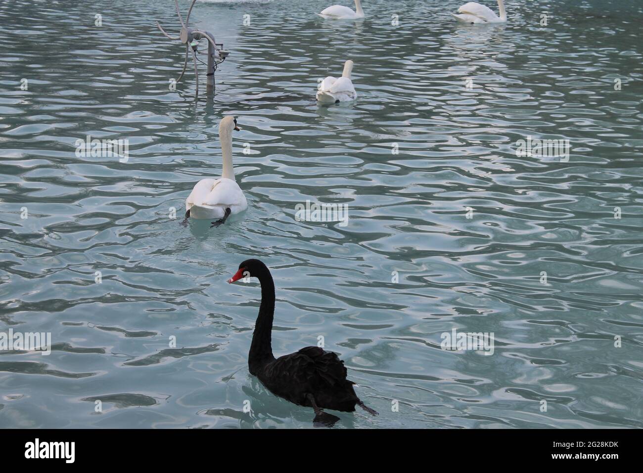 Birds in culture hi-res stock photography and images - Alamy