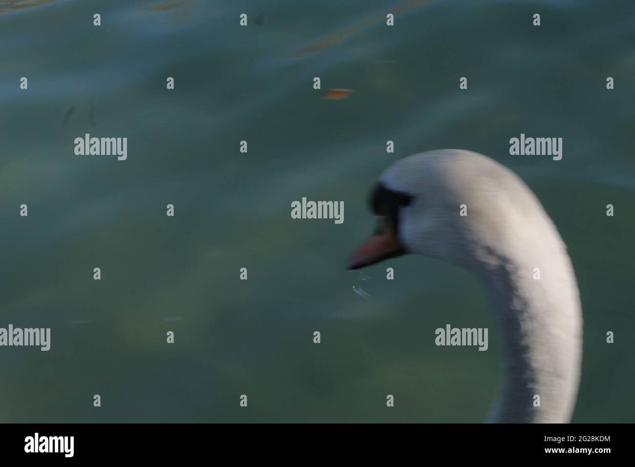 graceful white swan swimming in the pool Stock Photo - Alamy