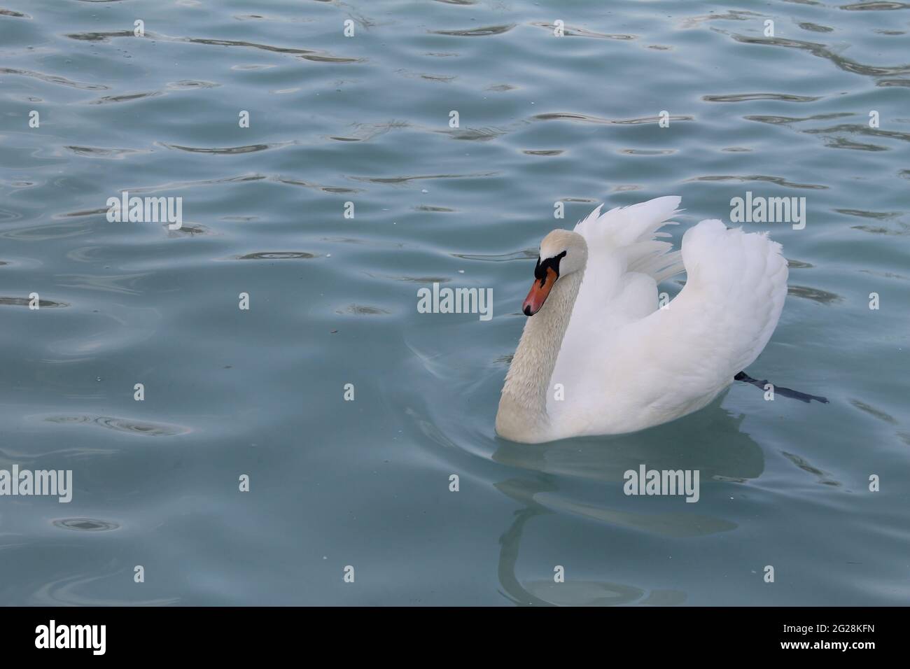 swans, ducks, birds in the culture park Stock Photo - Alamy
