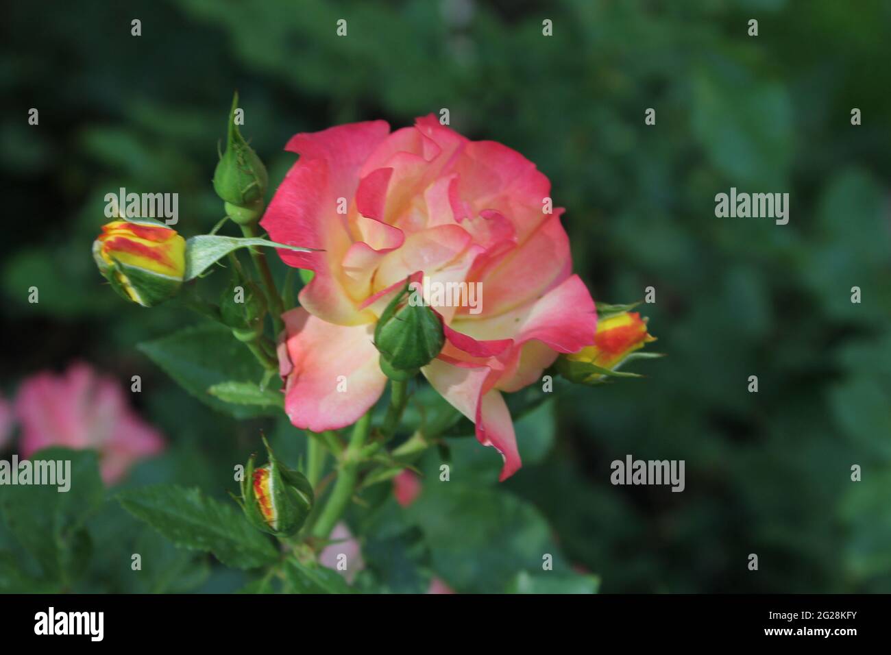 Unopened rose hi-res stock photography and images - Alamy