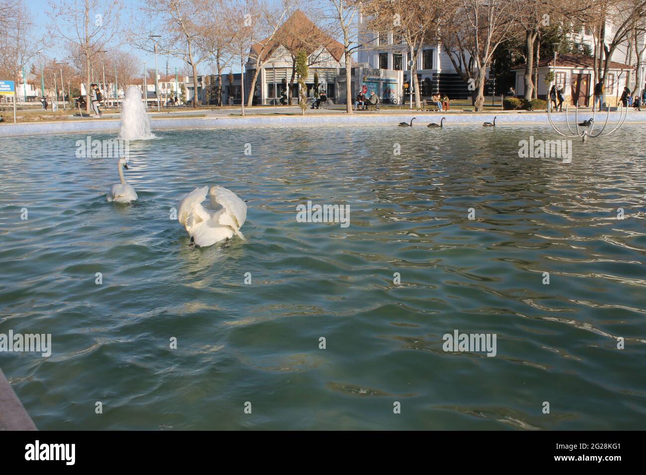 graceful white swan swimming in the pool Stock Photo - Alamy