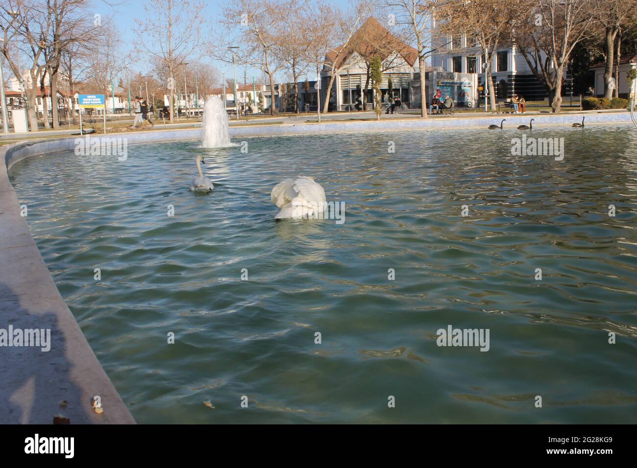 graceful white swan swimming in the pool Stock Photo - Alamy