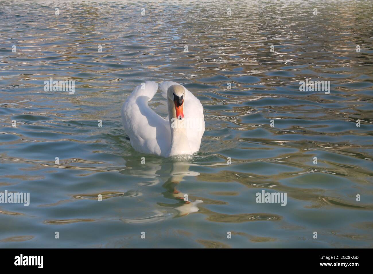 graceful white swan swimming in the pool Stock Photo - Alamy
