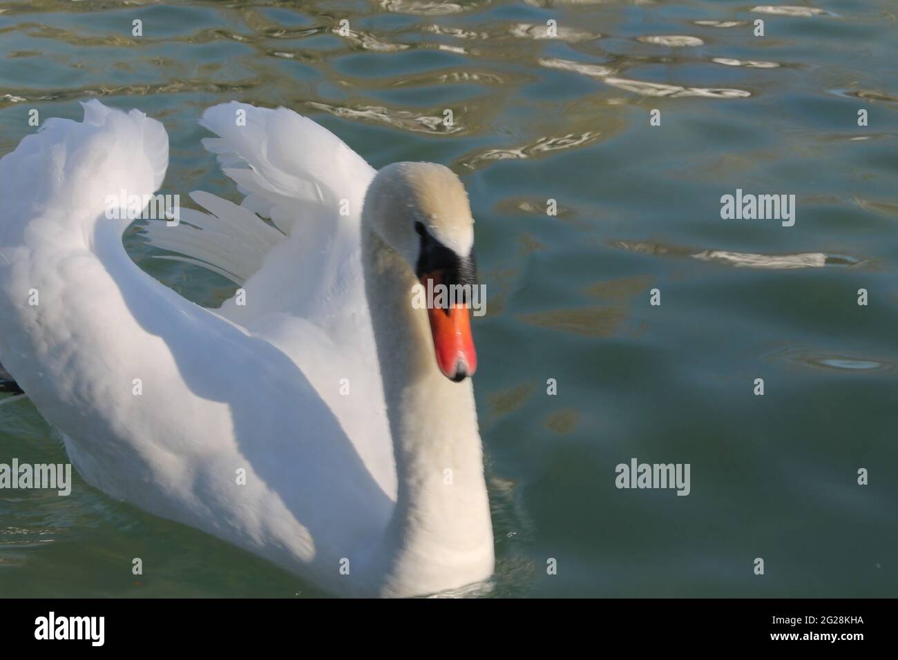 graceful white swan swimming in the pool Stock Photo - Alamy
