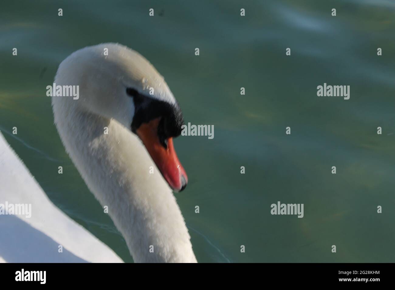 graceful white swan swimming in the pool Stock Photo - Alamy