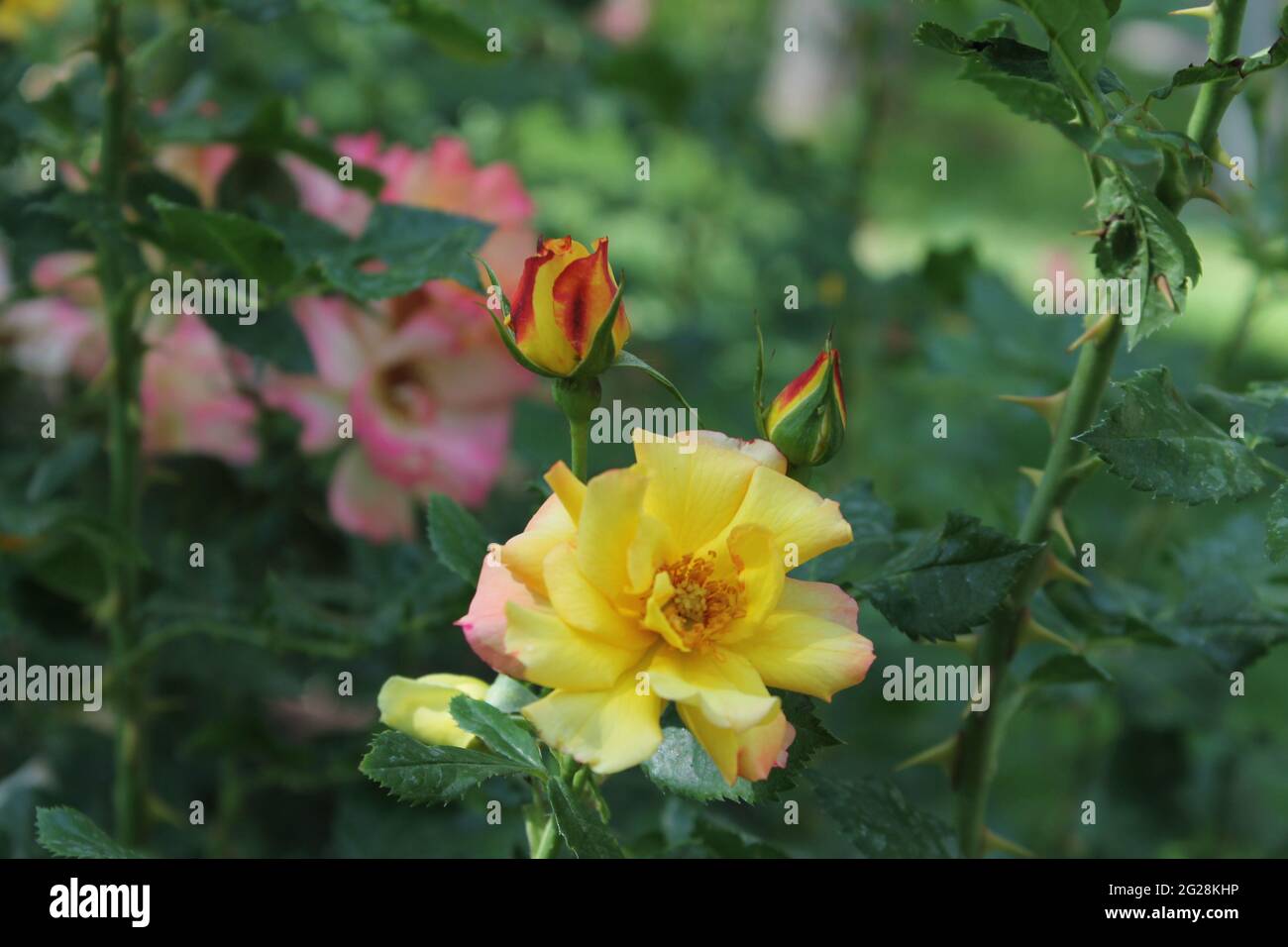 yellow red rosebud ready to open Stock Photo - Alamy