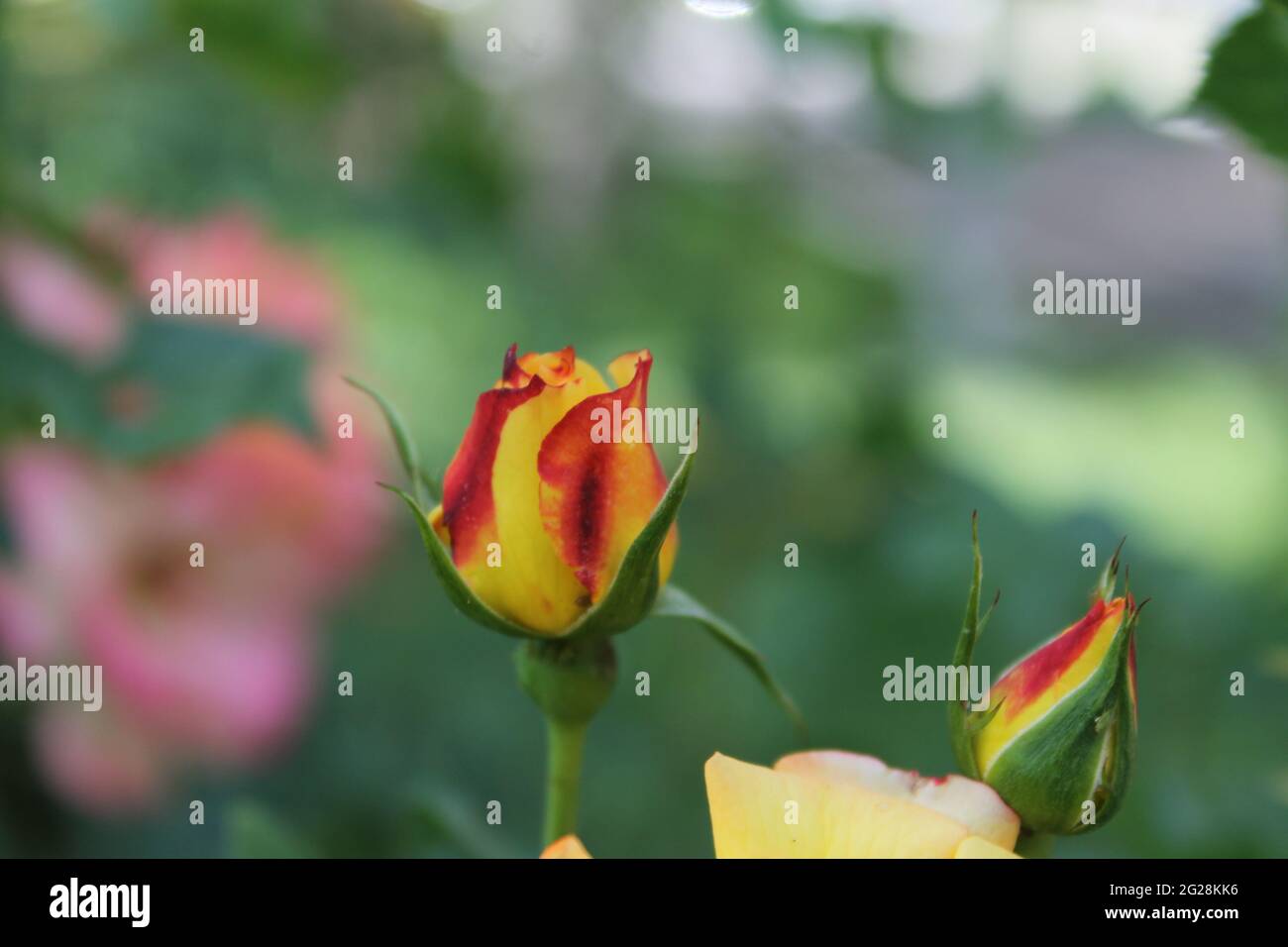 Yellow red rosebud hi-res stock photography and images - Alamy