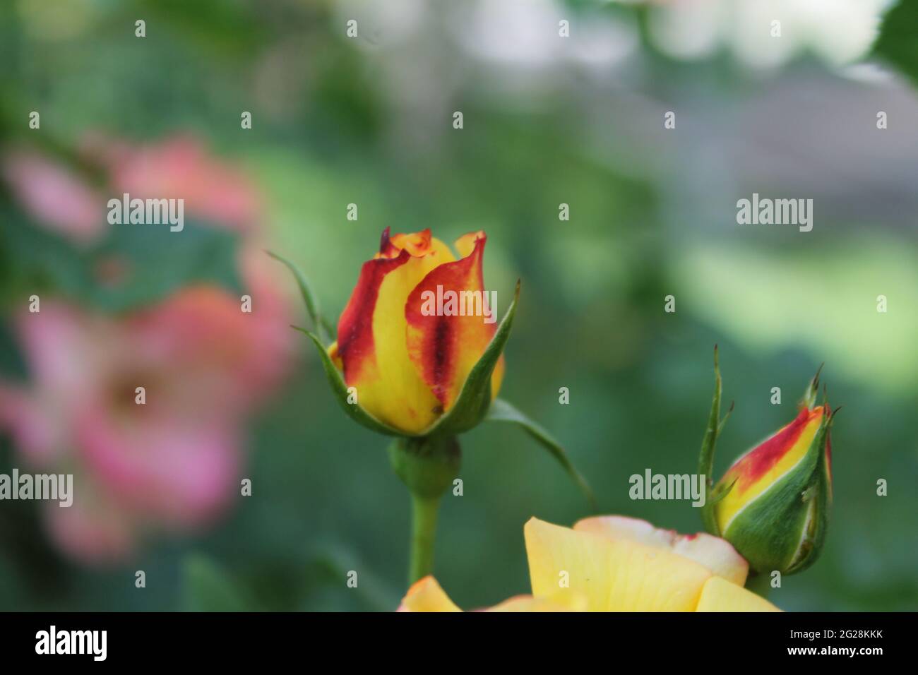 Yellow rosebud hi-res stock photography and images - Alamy