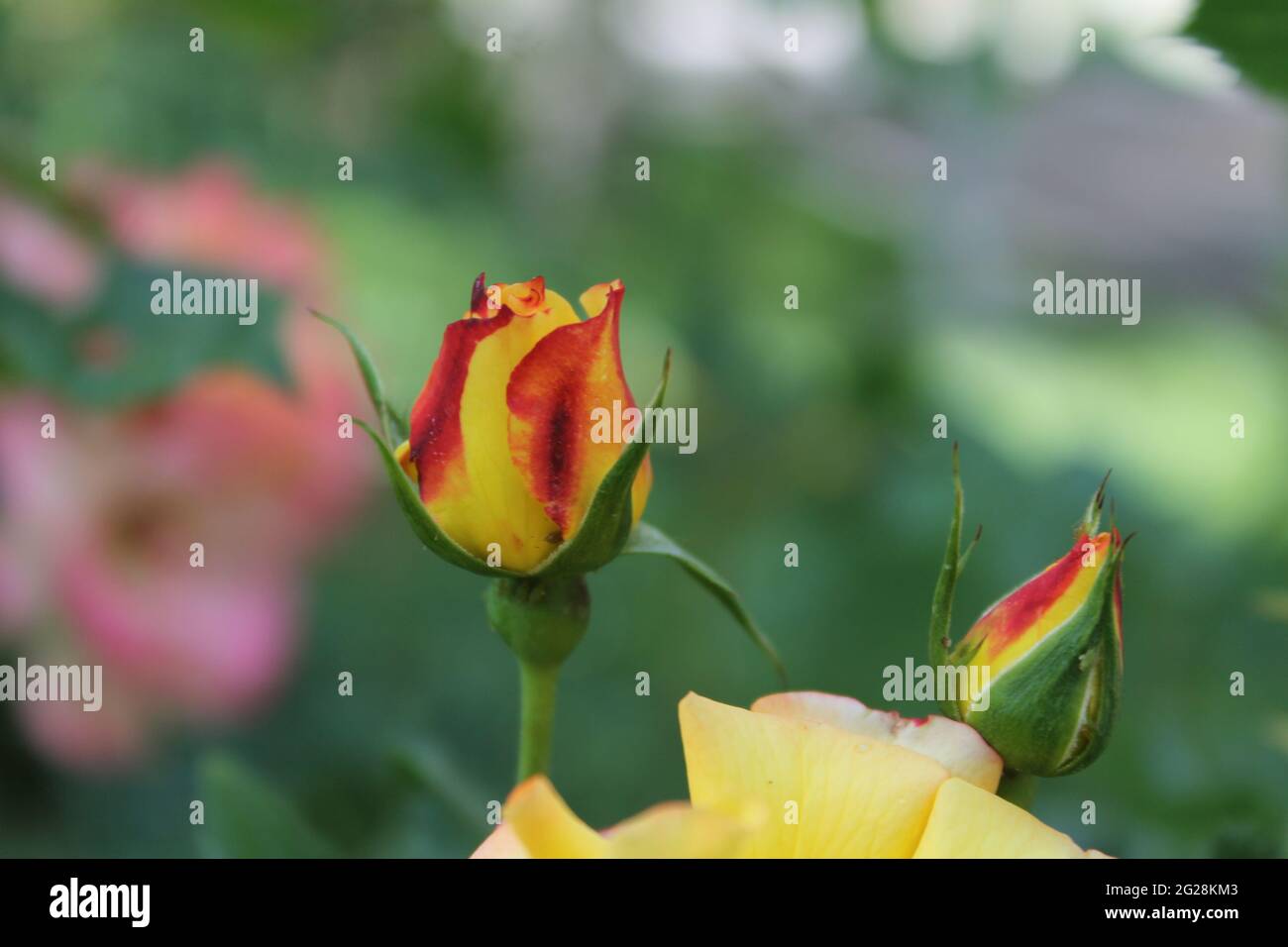 yellow red rosebud ready to open Stock Photo - Alamy