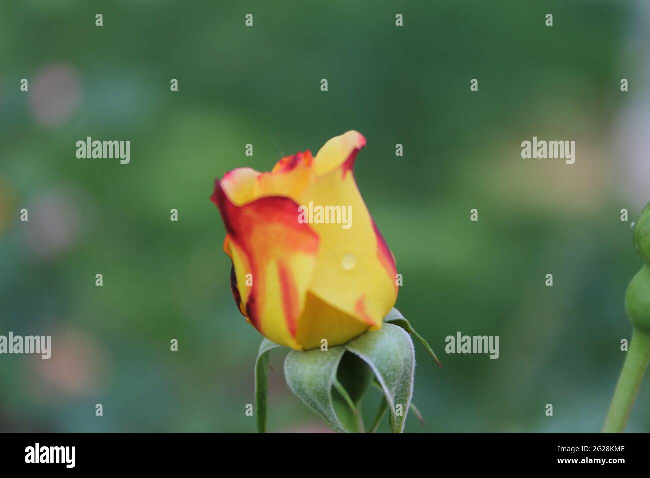 Yellow red rosebud hi-res stock photography and images - Alamy