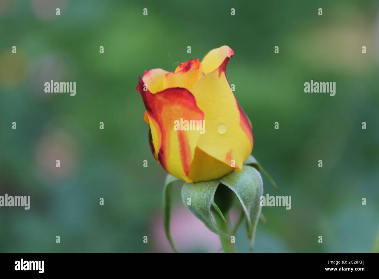 water drop on yellow red rosebud Stock Photo - Alamy