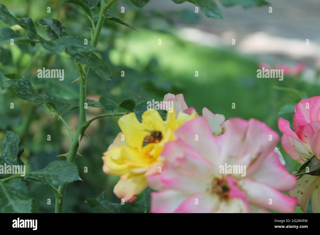 roses and rose buds in the garden Stock Photo - Alamy