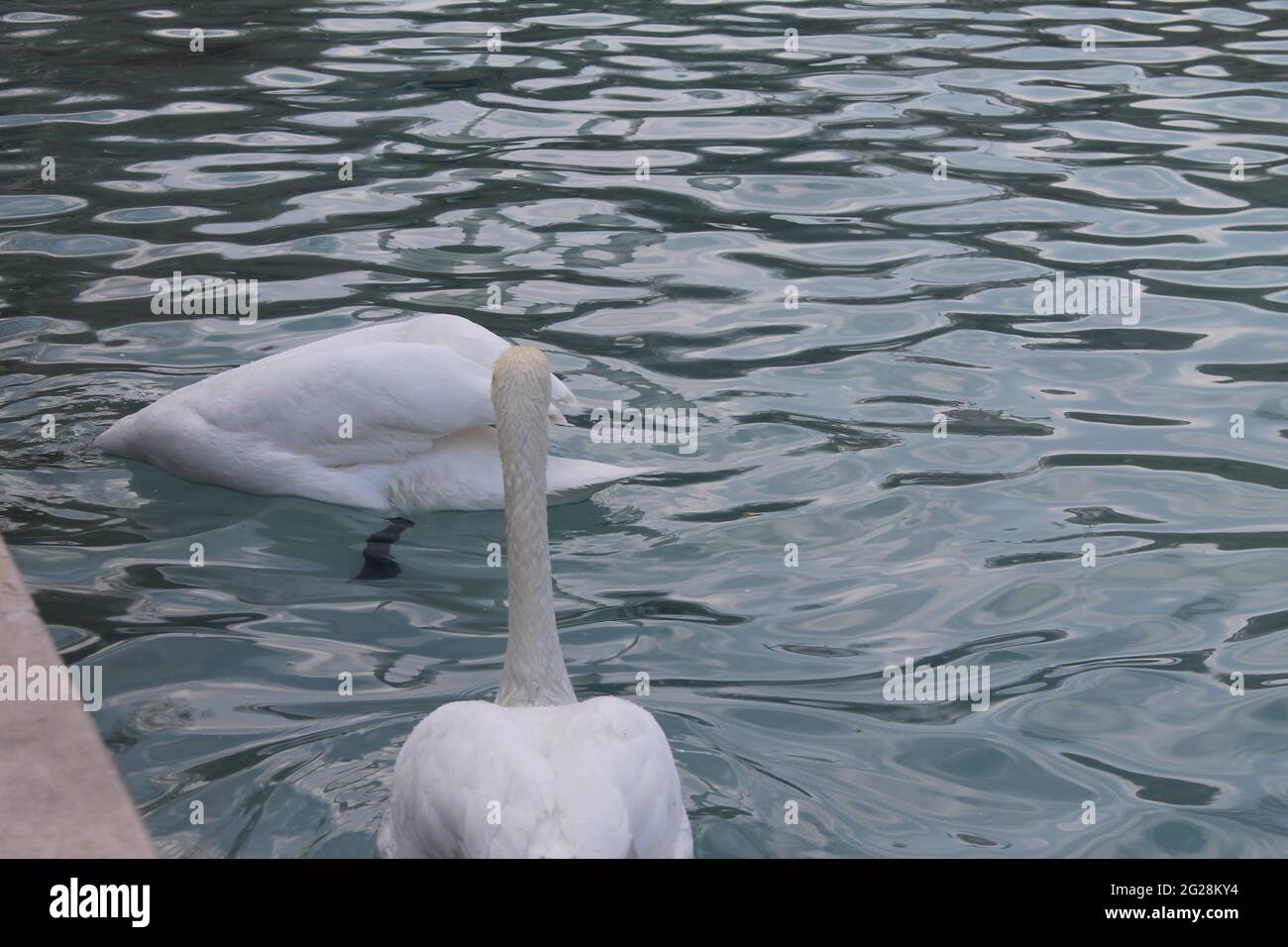 swans, ducks, birds in the culture park Stock Photo - Alamy
