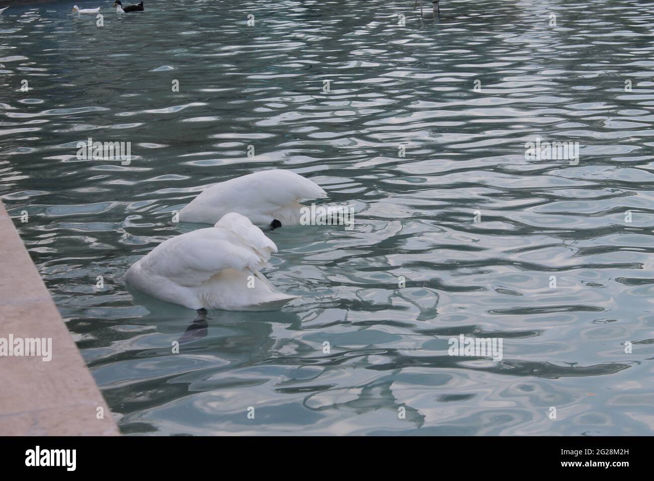 swans, ducks, birds in the culture park Stock Photo - Alamy